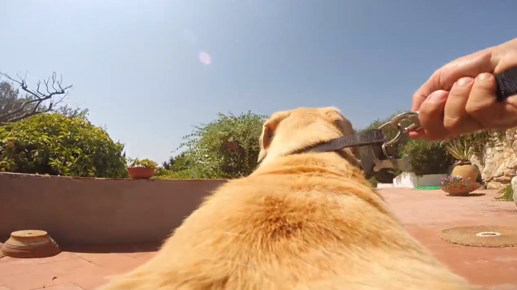 What Happens When You Strap A GoPro To A Dog? | lifewithoutandy