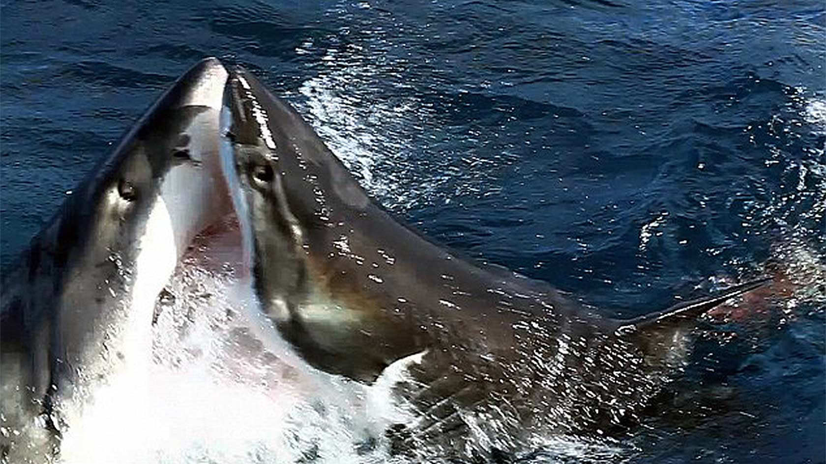 Jaws Vs Jaws Lifewithoutandy