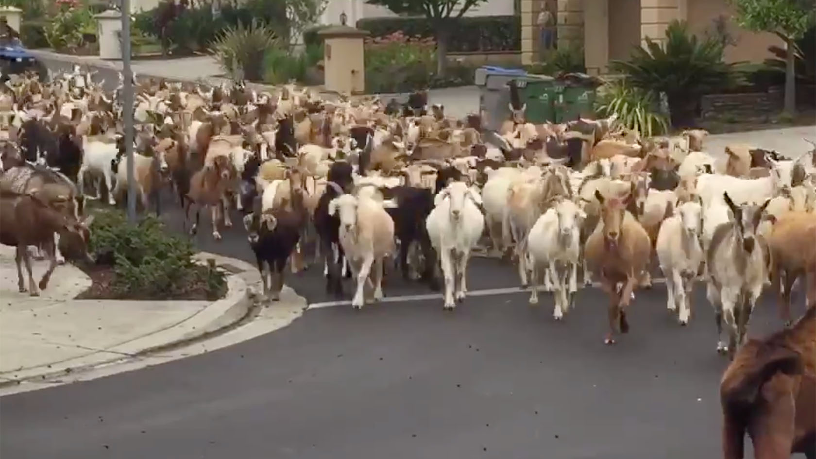 Watch: Mob Of Goats Swarm California Neighbourhood | lifewithoutandy