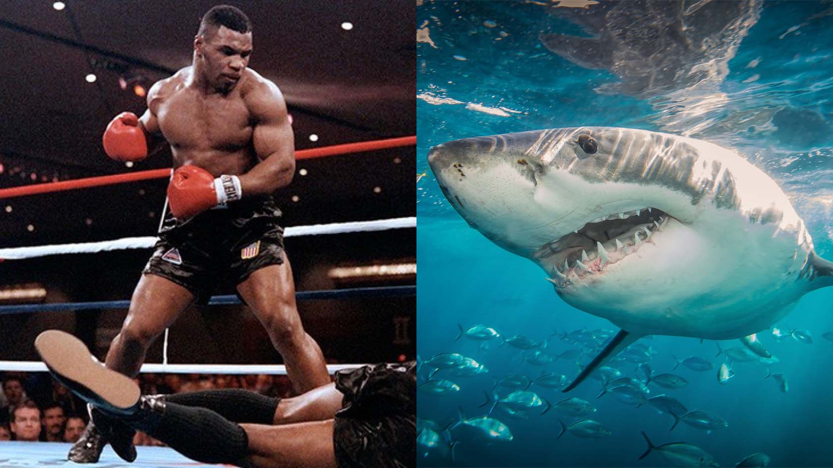 Mike Tyson Set To Face Off Against A Great White Shark | lifewithoutandy Mike Tyson Set To Face Off Against A Great White Shark | lifewithoutandy
