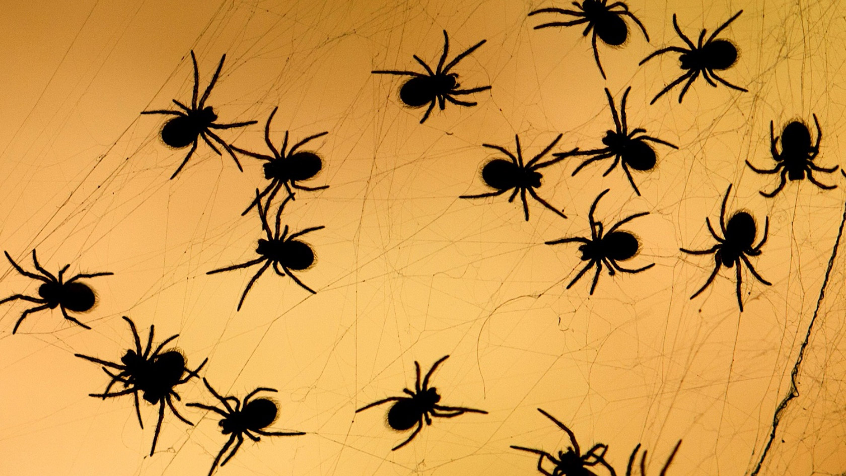 Watch: Floods In NSW Have Caused Millions Of Spiders To Rise Up From ...