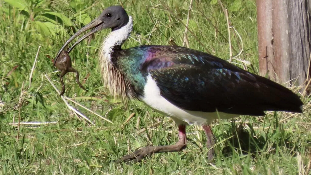 Bin Chickens Might Be In For A Redemption Arc Following Discovery Of ...