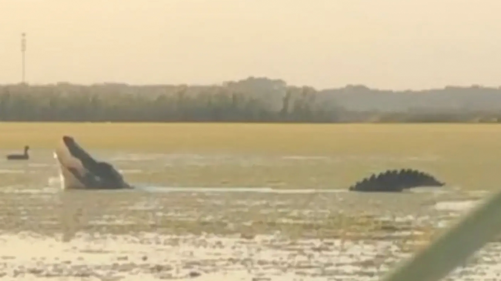 Watch: Ginormous Alligator Filmed Munching Ducks Like They’re Pizza ...