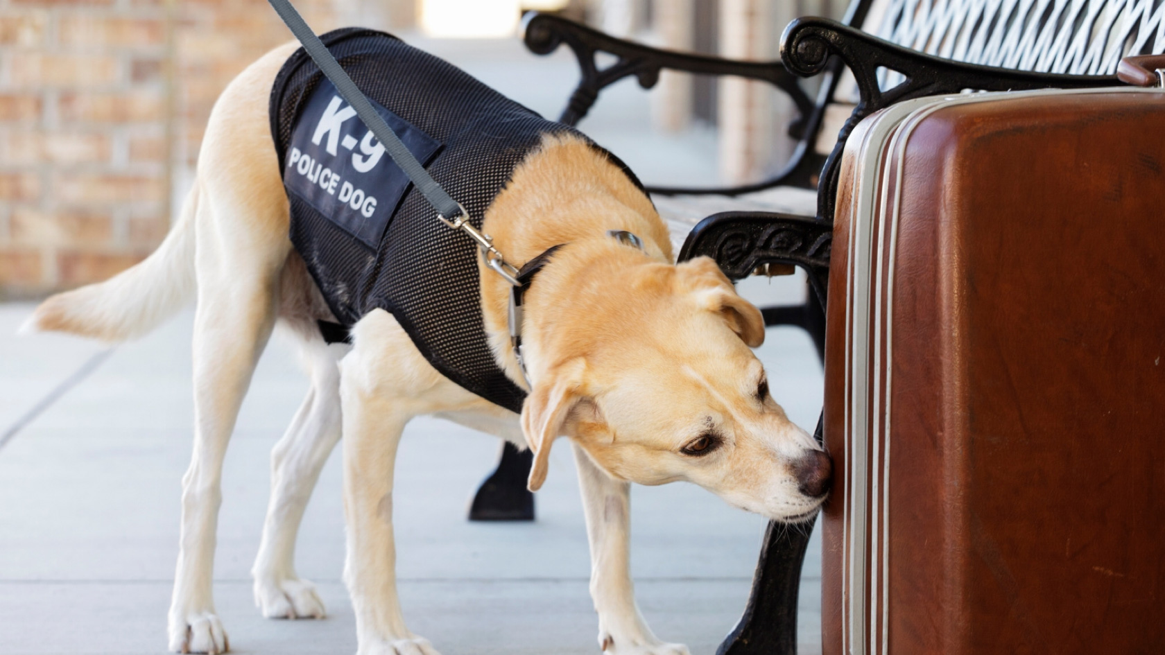 $46 Millon Has Been Spent On Sniffer Dogs Over The Past Decade & It's ...